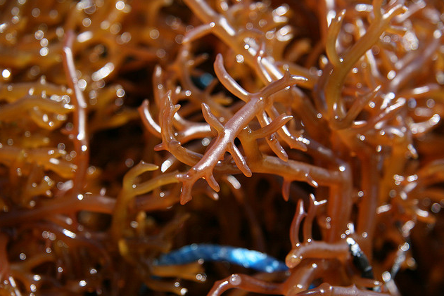 Conheça os benefícios do ágar-ágar, a gelatina vegetal ~ Blog da Loja ...