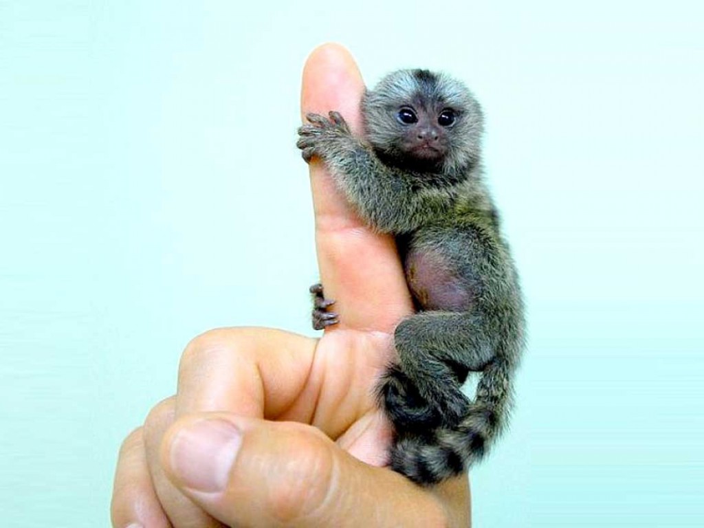 Sharing Planet With Animals: The smallest monkey ever seen.