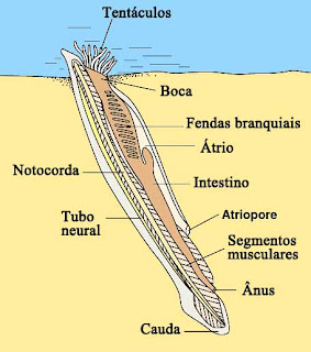 Bioblog: CEFALOCORDADOS