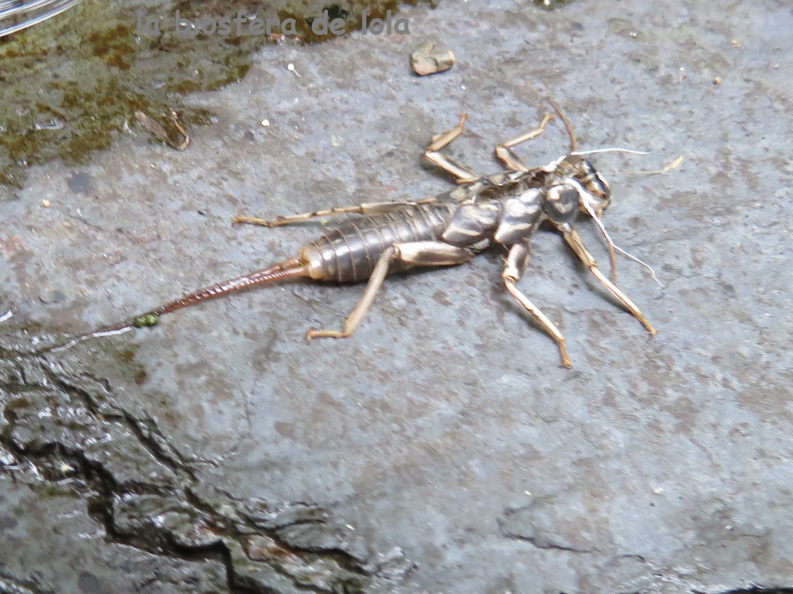 LA BIOSFERA DE LOLA: INSECTOS QUE AMAN EL AGUA...