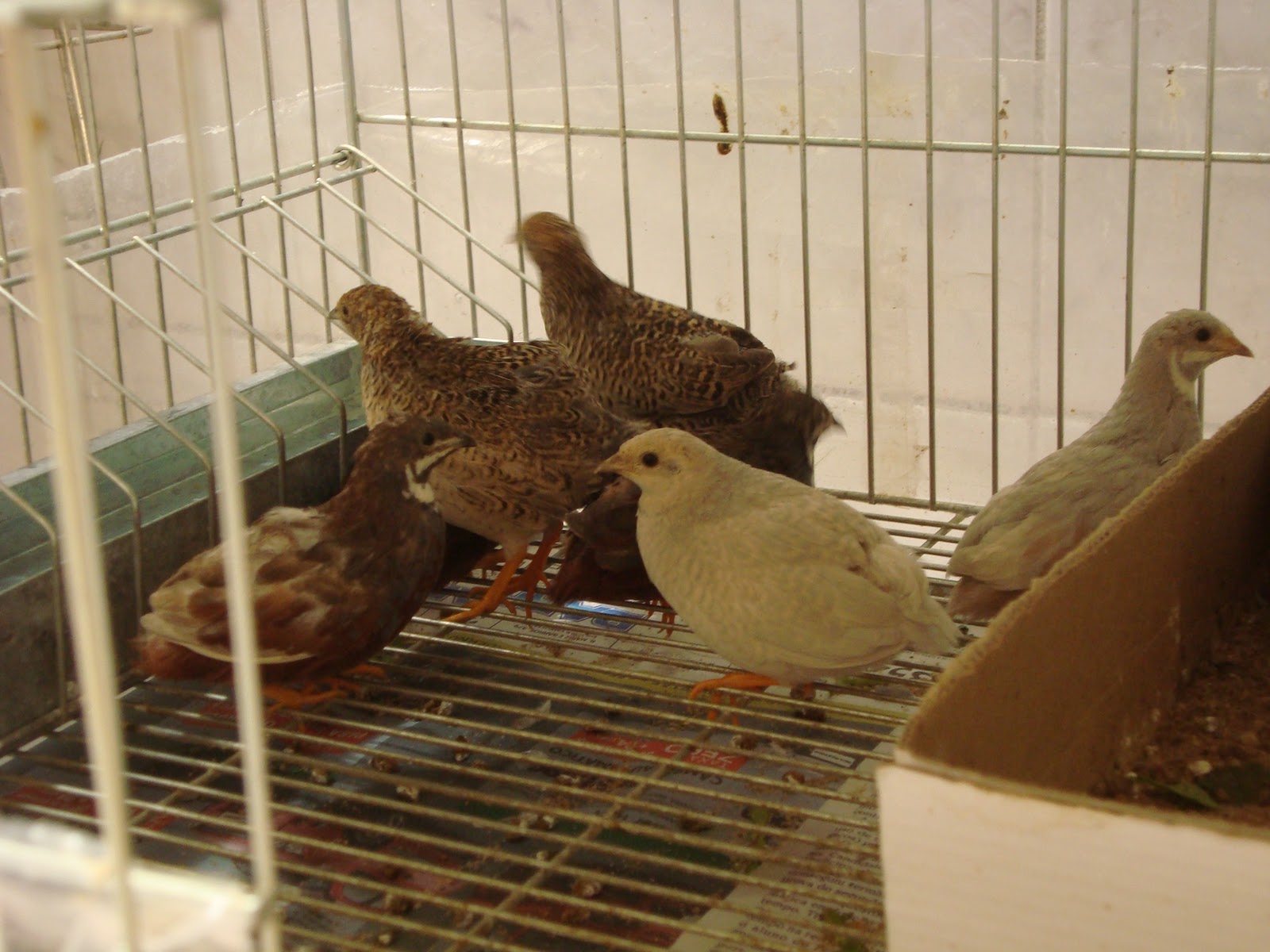 codorna chinesa: Fotos do Dia 11/11/11