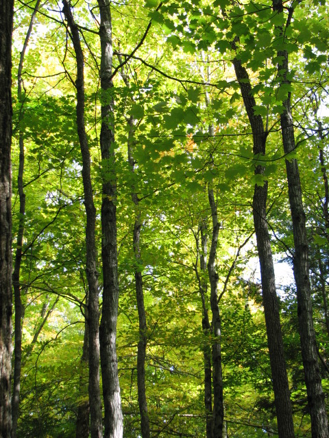 Underwood Natural Area - South Burlington VT | Litter with a Story To Tell
