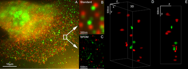 Super-resolution microscopy reveals details eight times smaller then ...