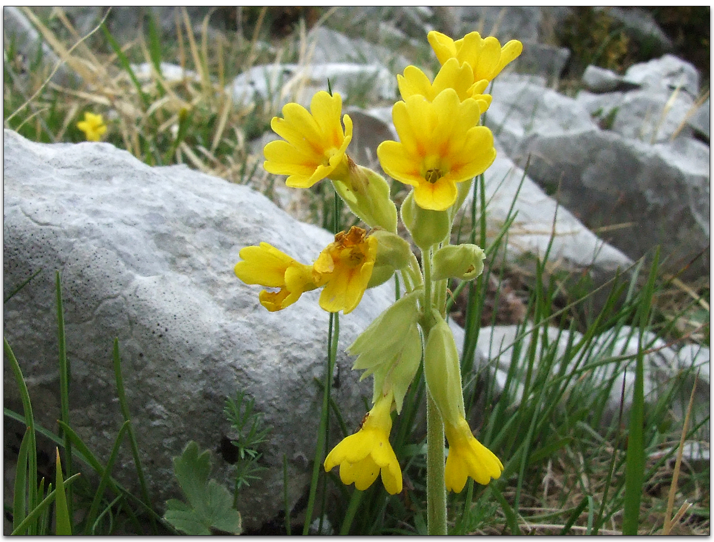 rocayflor: mayo 2012