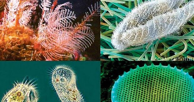 Blog 6º Primaria: EL REINO DE LOS PROTOCTISTAS