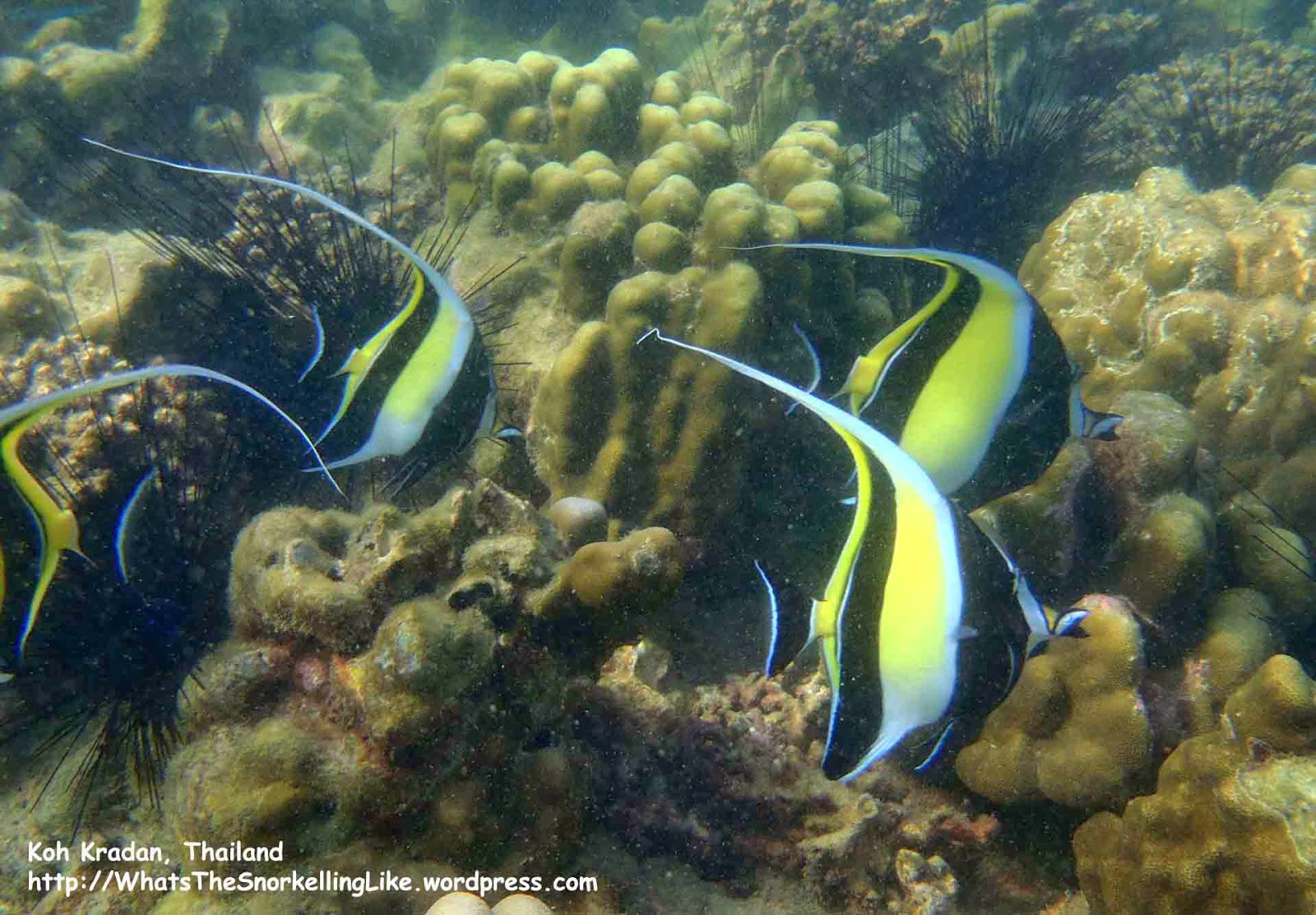 Gambar Ikan Hias Layar