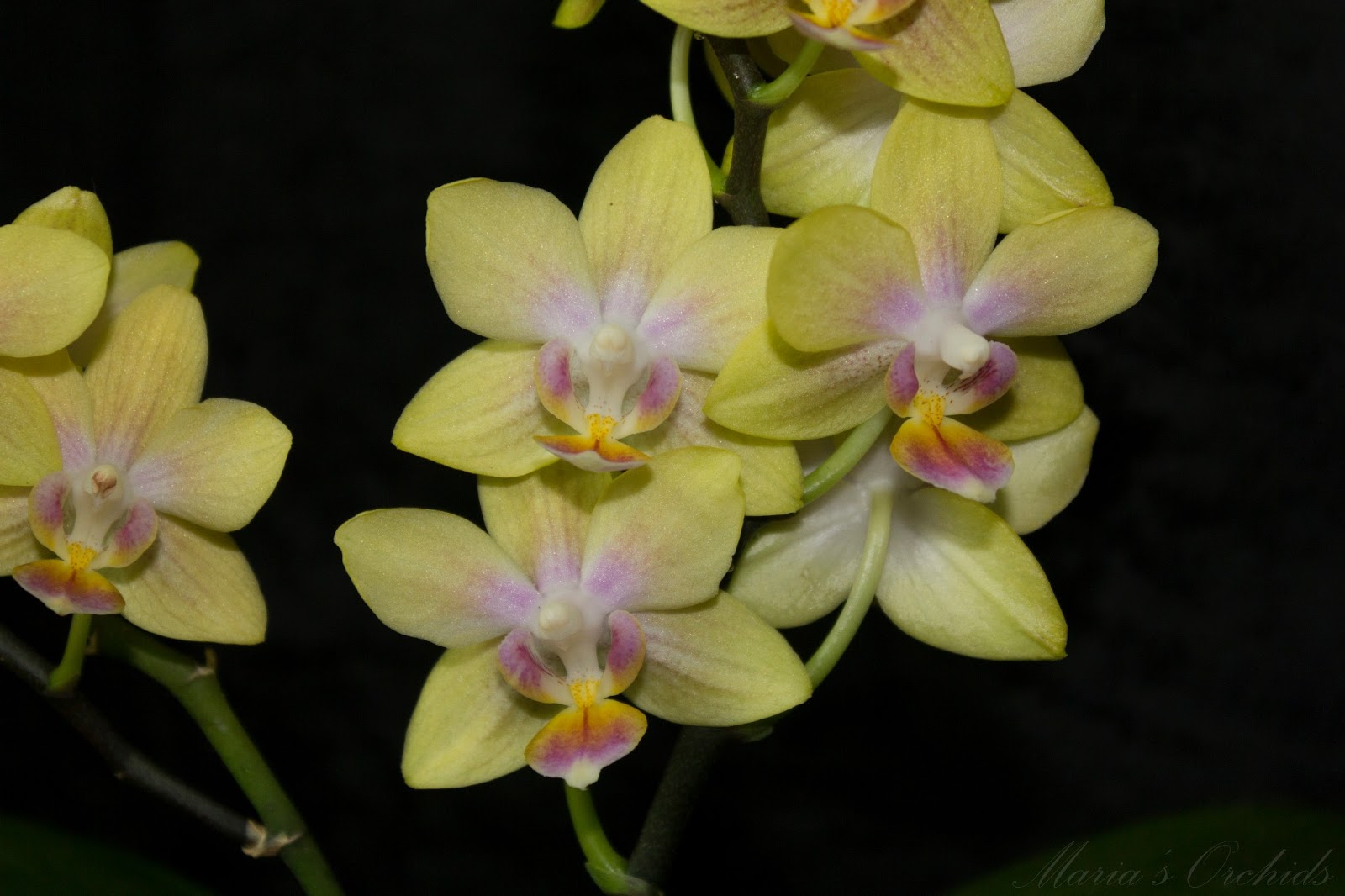 Maria's Orchids: Phalaenopsis Gold Tris 'Desk Pot' in full bloom