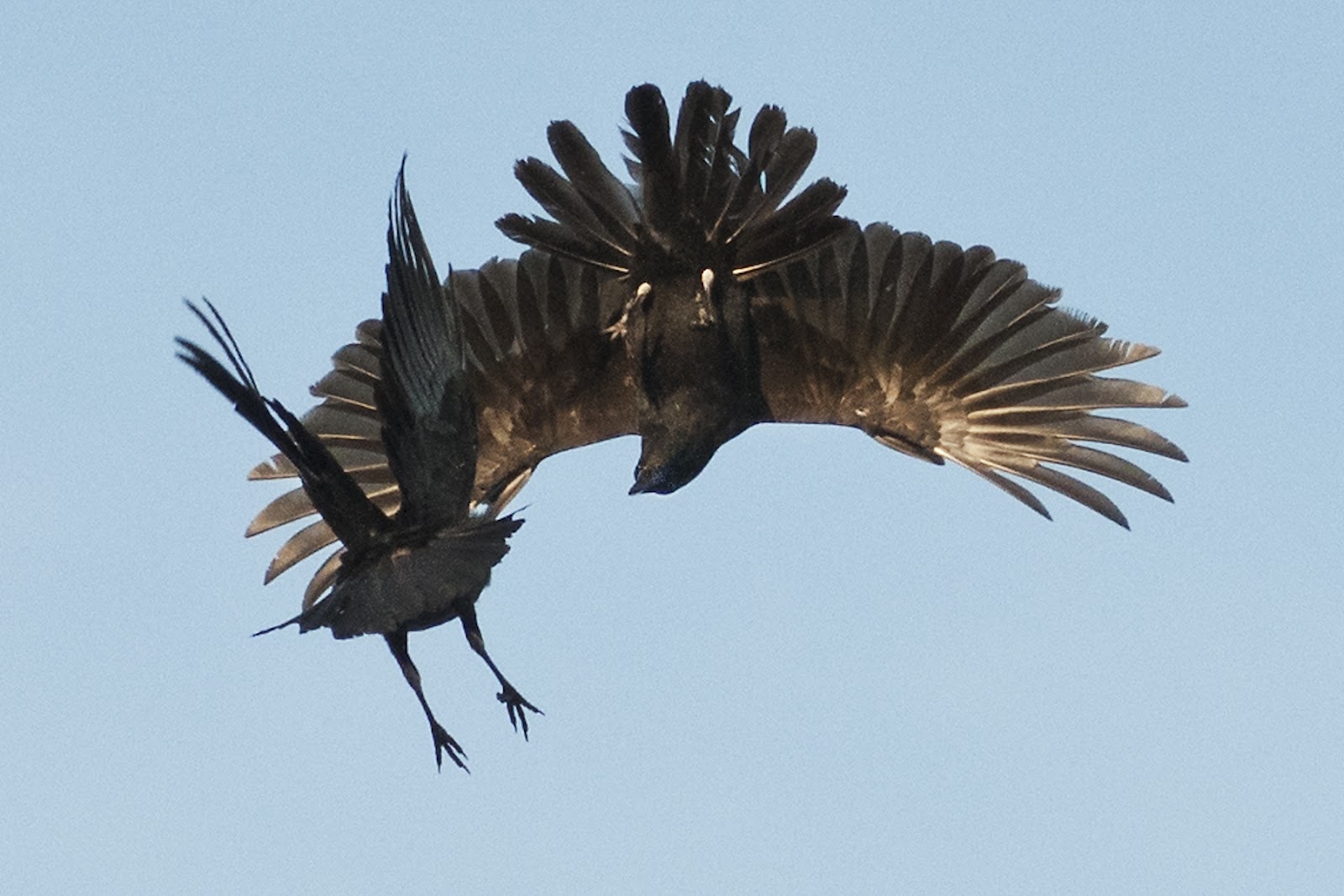 1000+ images about Eat Crow on Pinterest | Image search, The raven and ...