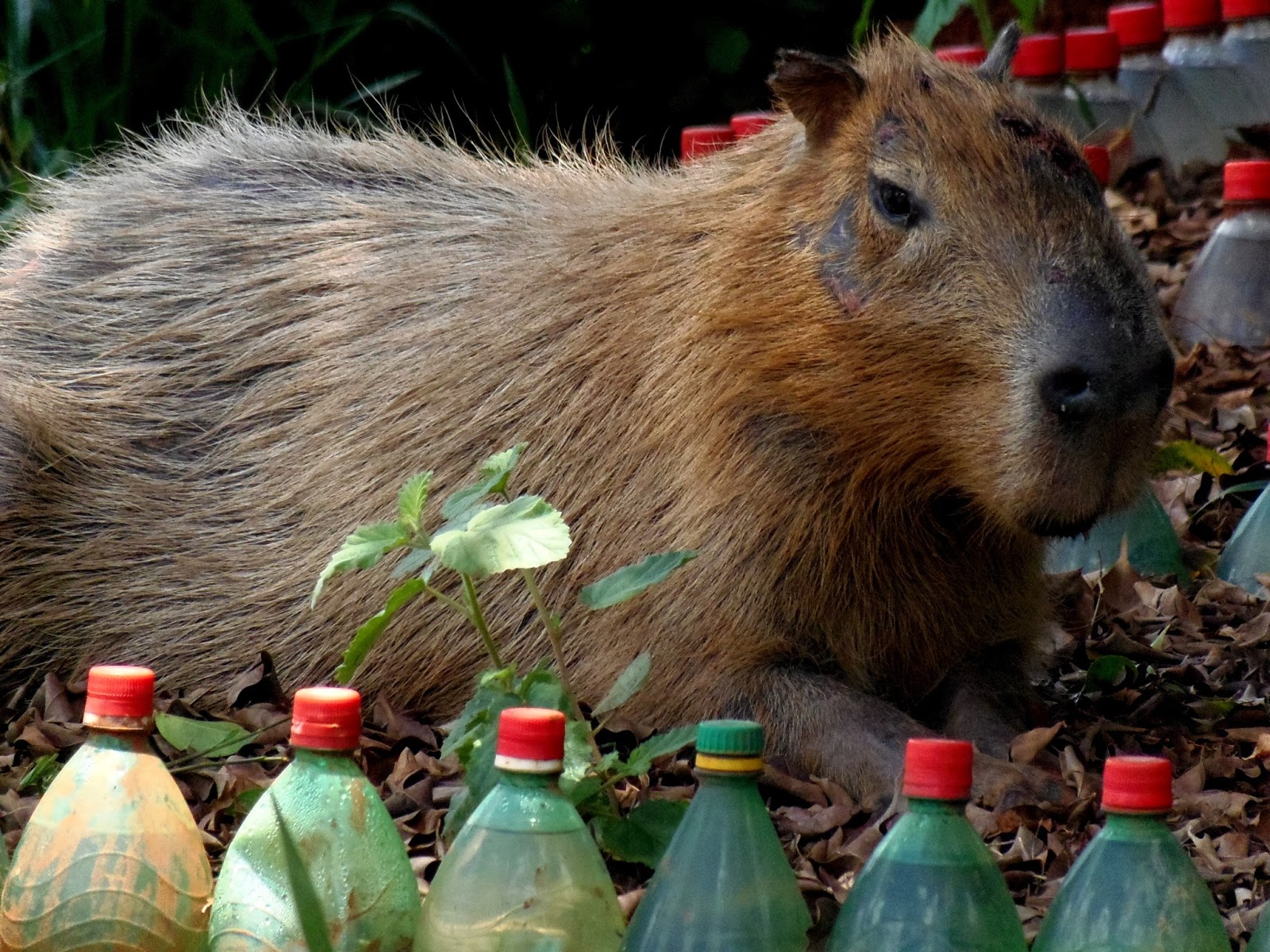 natureza selvagem: Capivara