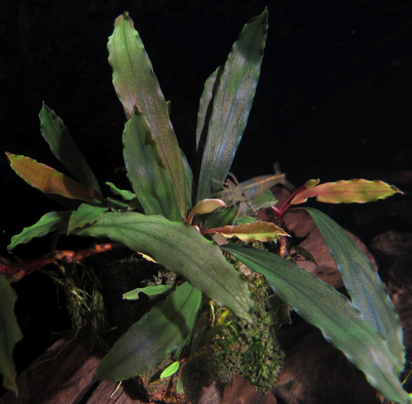 endemic plants: Bucephalandra sp. Macam 2 Daerah Melawi, West Kalimantan