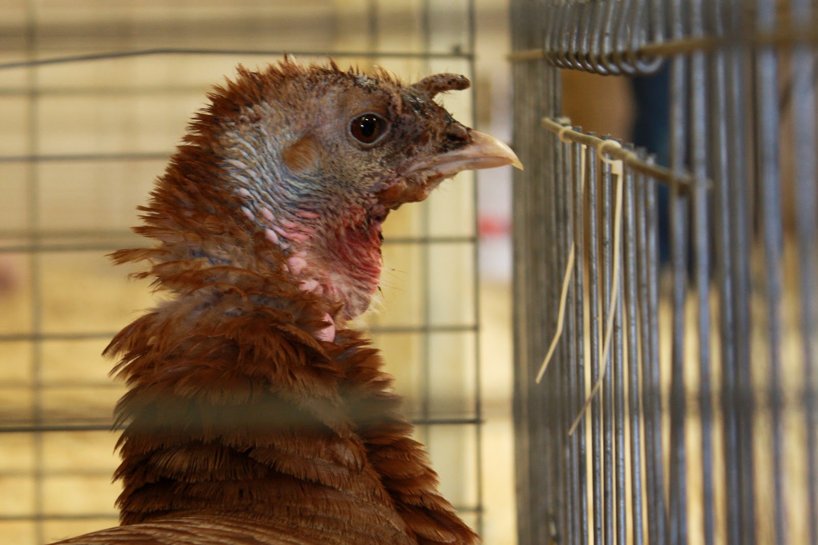 Simple Things Notebook: Weekending