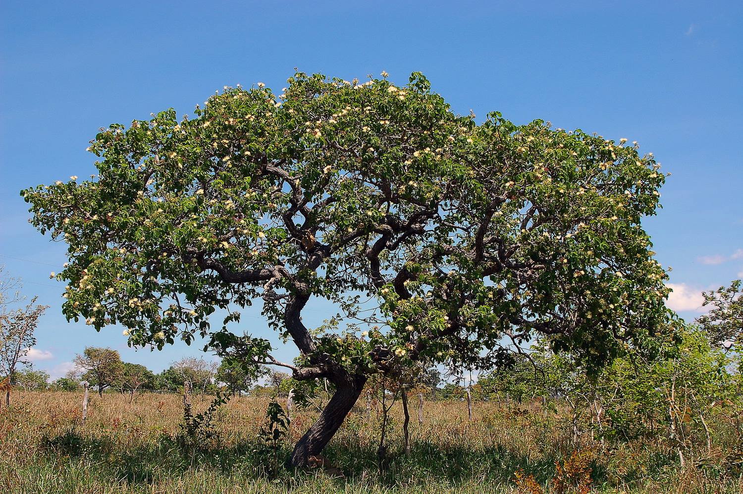 Caliandra do Cerrado: Cerrado - a flor do pequi