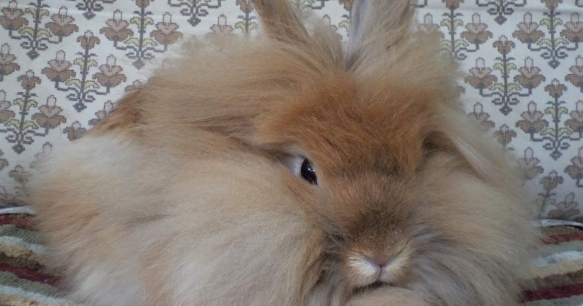 My Small Secret Rabbitry: THE LIONHEAD