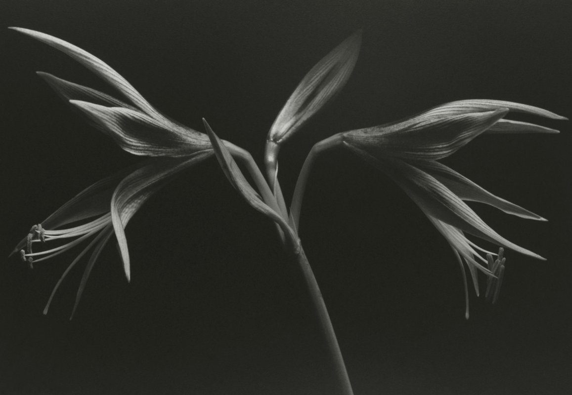 Los Grandes Fotografos: Kenro Izu (1949)