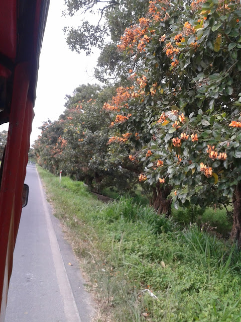 EL MONTUBIO: PALO PRIETO = Erythrina fusca
