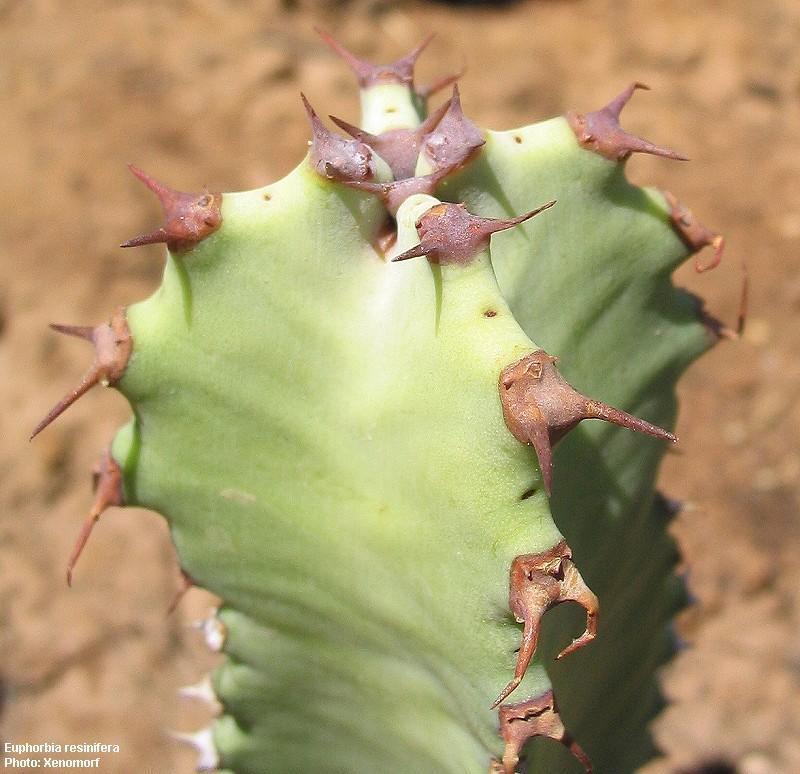 Top 10 Badass Plants And Trees | M bizarre