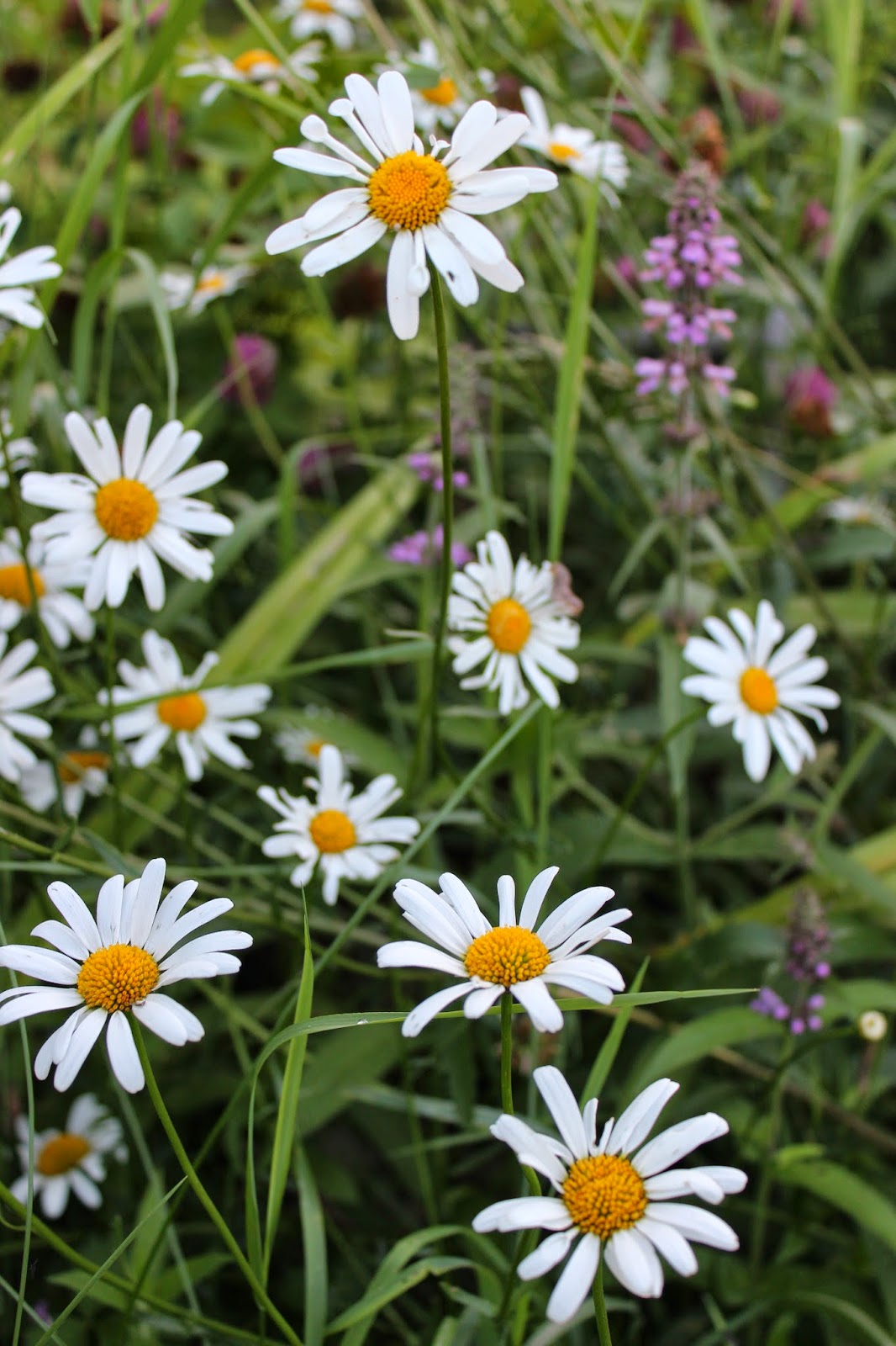 Underberget: Hvite stauder