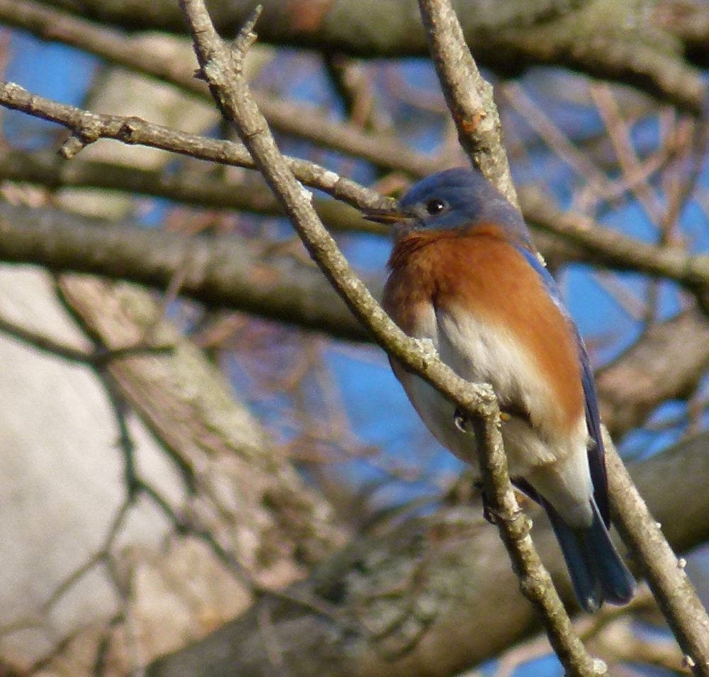 KY Natural Inquirer: Birding 101 at the Nature Preserve