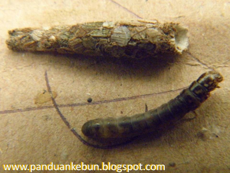 PANDUAN PENGENDALIAN ORGANISME PENGGANGGU TANAMAN (OPT) KELAPA SAWIT ...