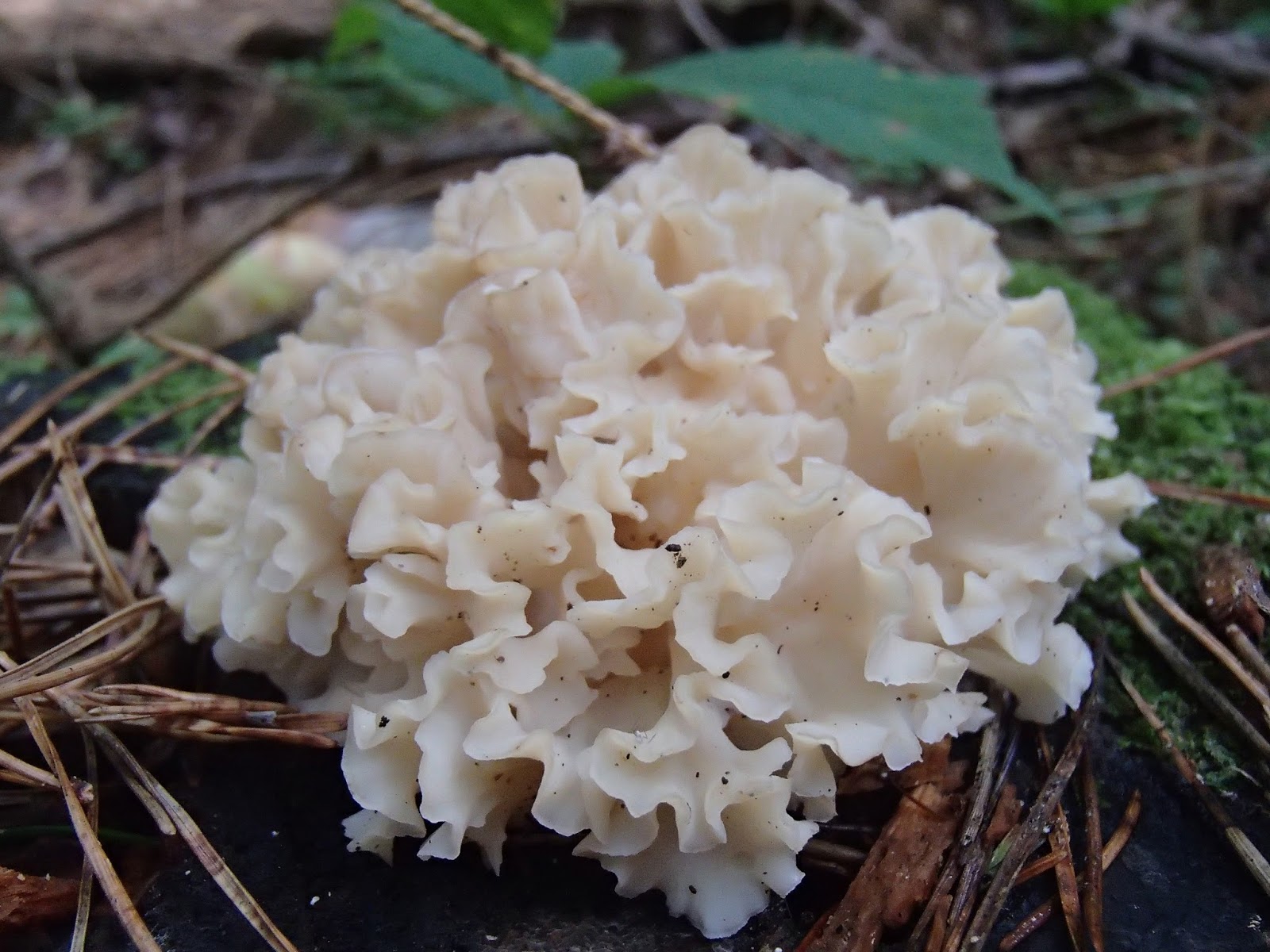 MOJA MENAŻERIA : Skazana na szmaciaki i anyżową woń