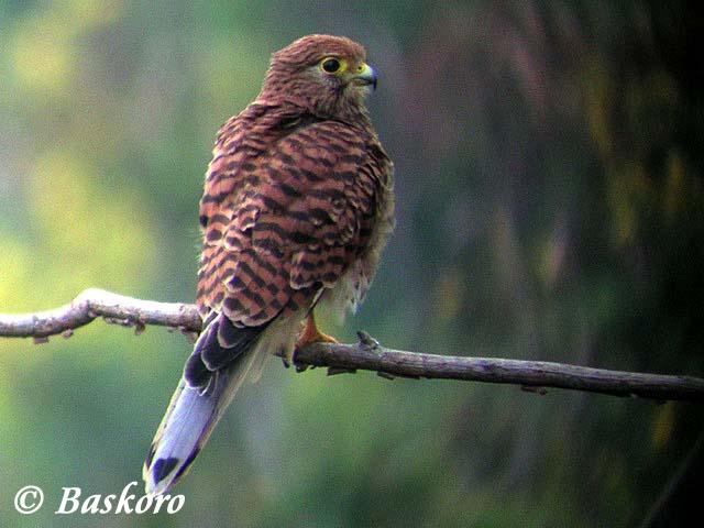 Informasi Tentang Alap-Alap Sapi | Burung Gue