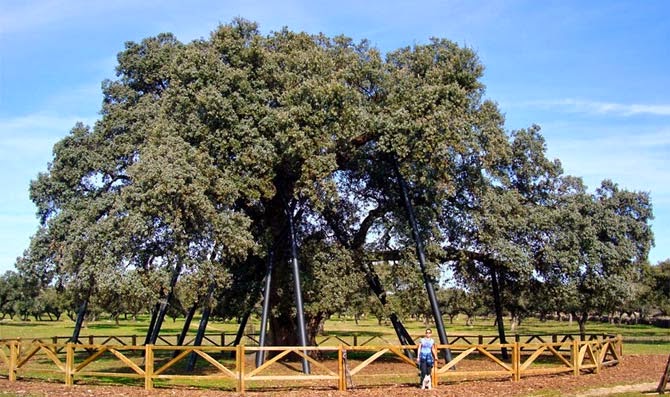 Encinas: origen e historia.: España cuida a las encinas mas grandes y ...