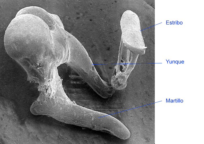 Anatomía del Oído: Oído Medio ~ Audiología didáctica para estudiantes