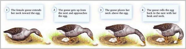 Konrad Lorenz - Week 2