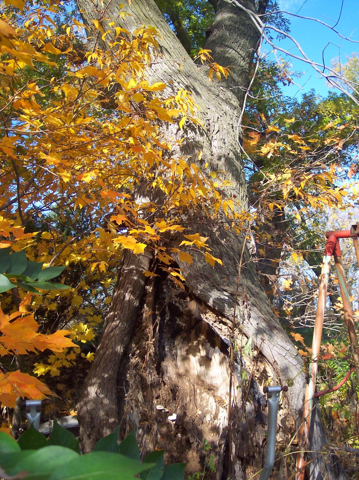 Pine View Angus Farms