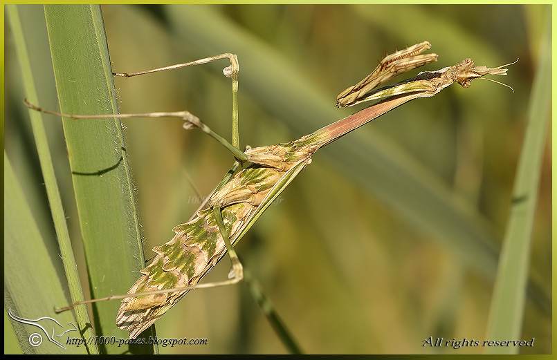 WILDLIFE GATEWAY: Alien ou l'Empuse pennée (Espagne)