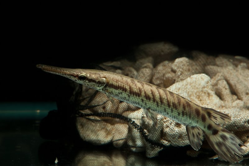 My Quest For Predatory & Oddball Fishes: Atractosteus Tropicus aka ...