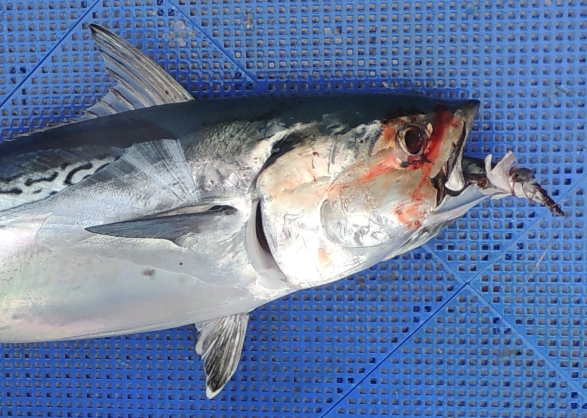 Pesca Costera Mexico: VIII Campeonato Nacional de Big Game Trolling ...