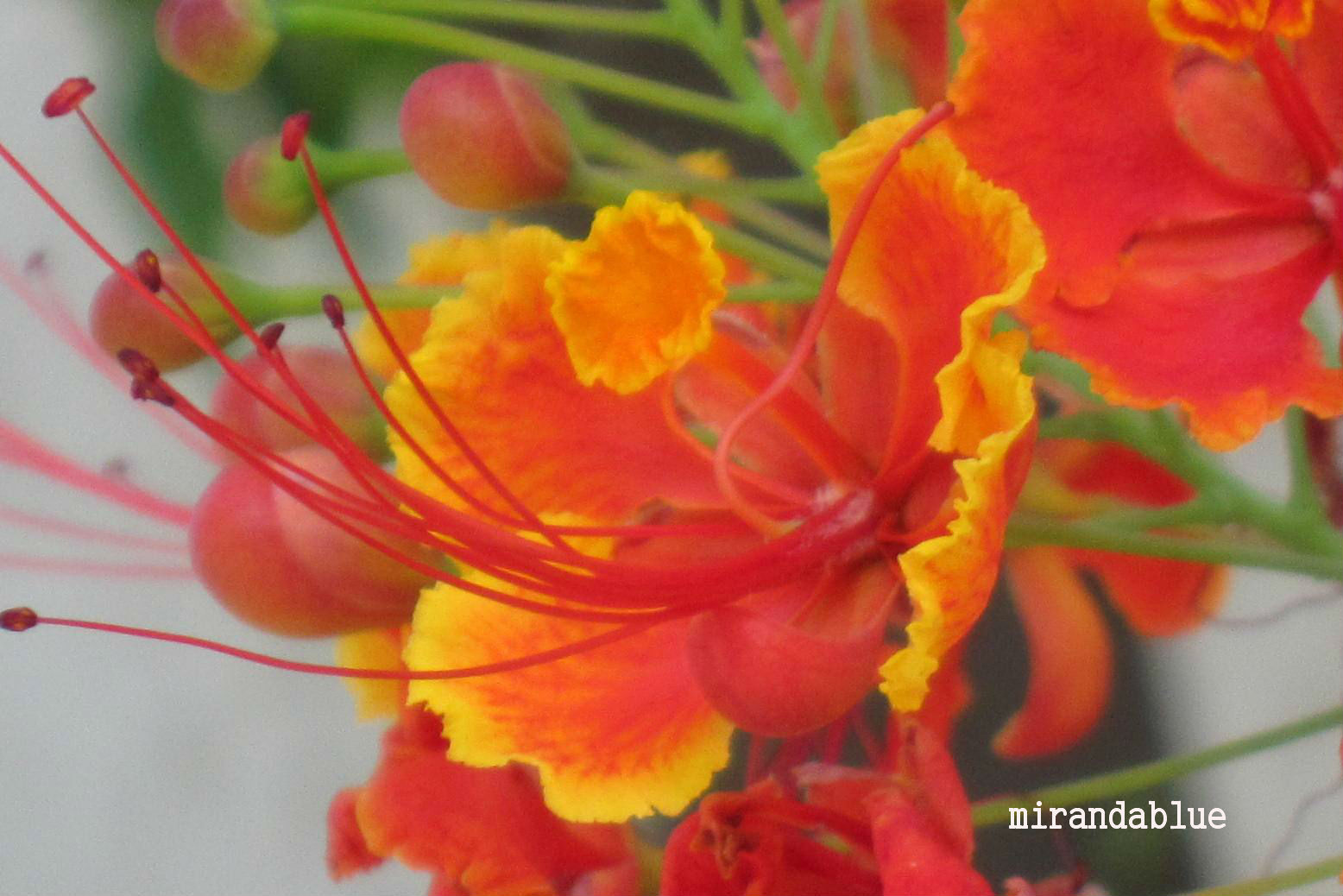 Live in the Moment: Fire Tree