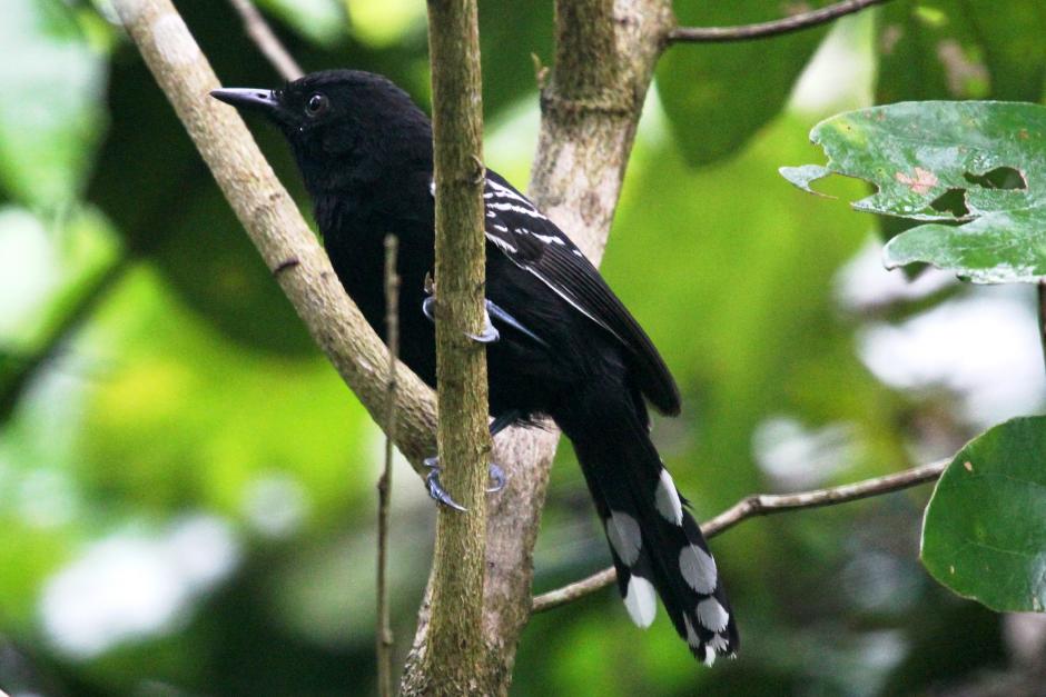 Wild life: Antbird images | wild birds