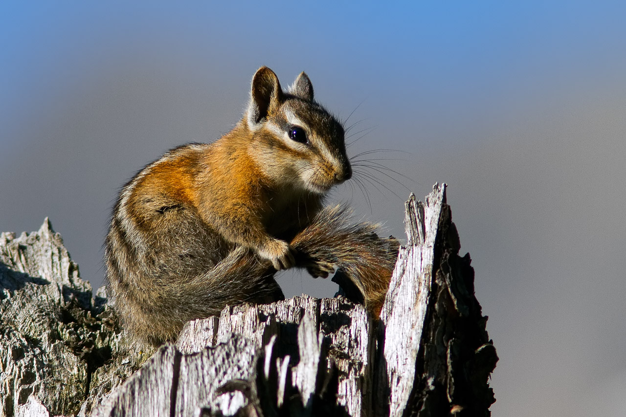 Fur & Feathers 500 - a Canada Big Year for Birds and Mammals
