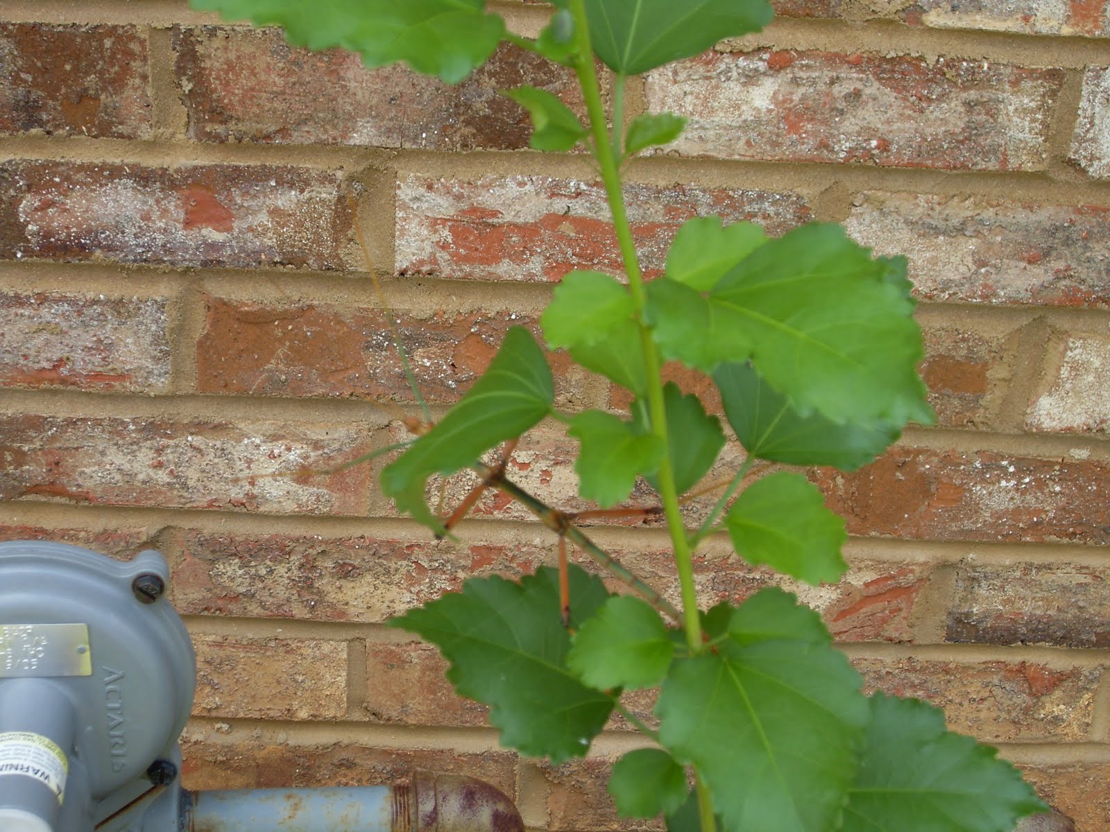 Gardening Alabama: Walking Stick Insect