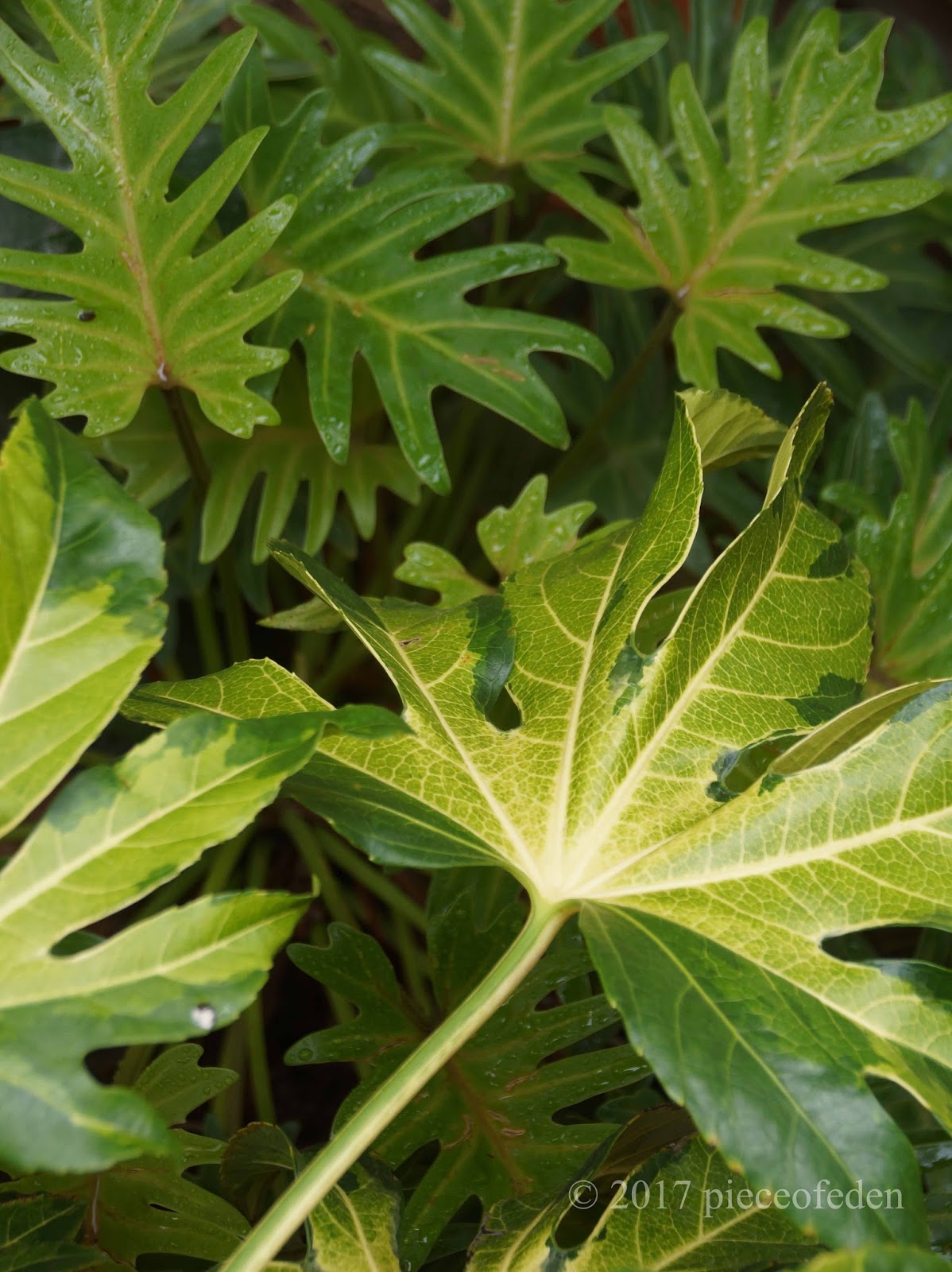 Beautiful Fatsia japonica 'Camouflage'™