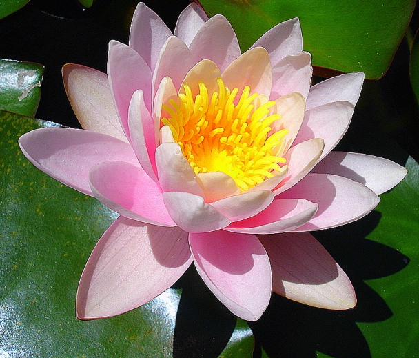 TURISMO MACAS: FLORA Y FAUNA AMAZONICA