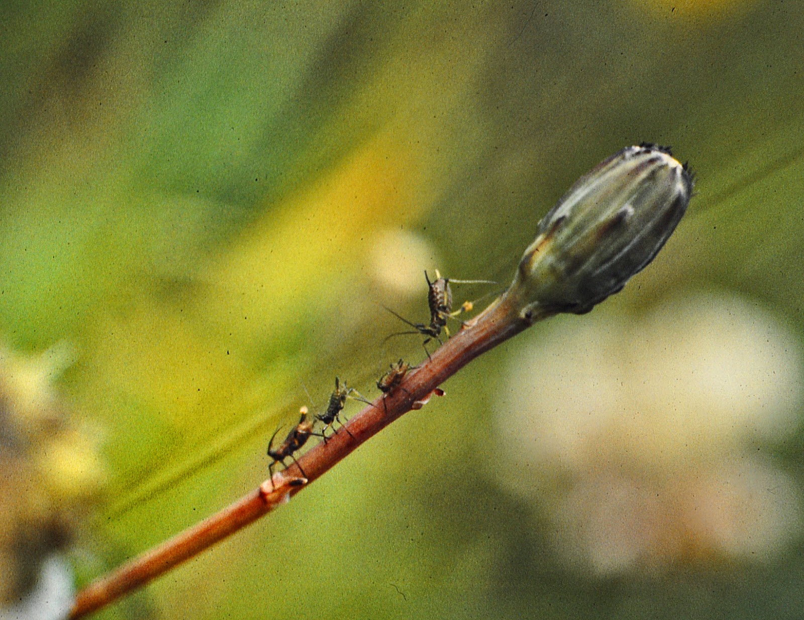 Gardening with John Steedman: Dischidia pectinoides (kangaroo pocket ...