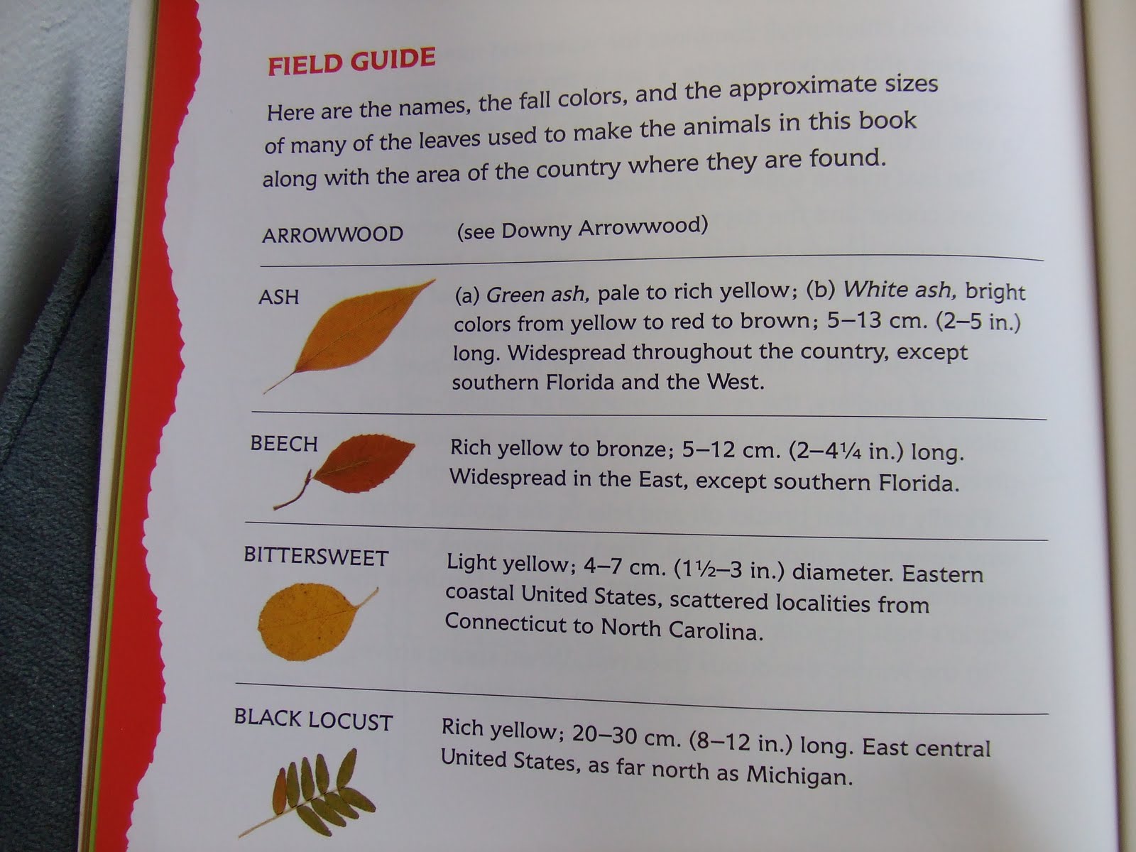 Cachey Mama's World of Learning: Storytime Sunday:Fall Leaves