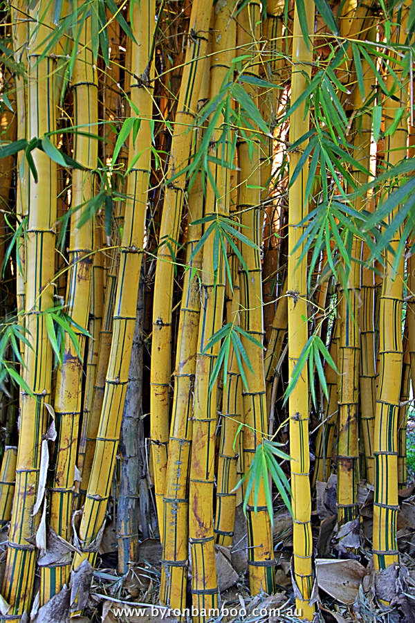 pokok buluh /bambusa (jenis dan penjagaan) : debungor