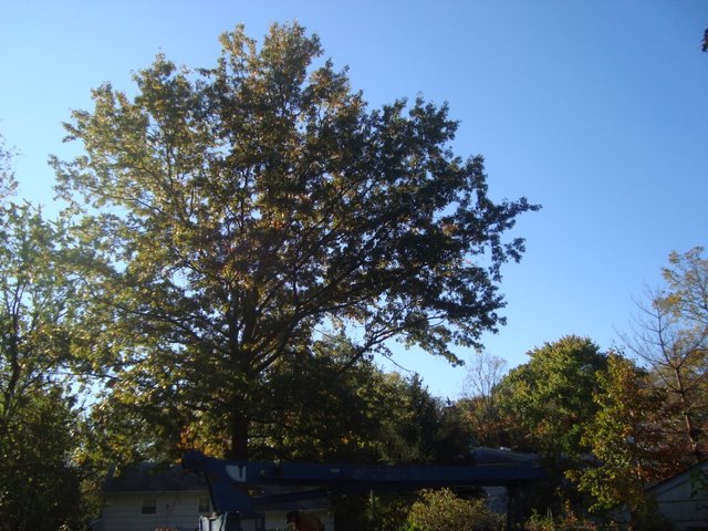 Princeton Nature Notes: The Legacy of a Pin Oak