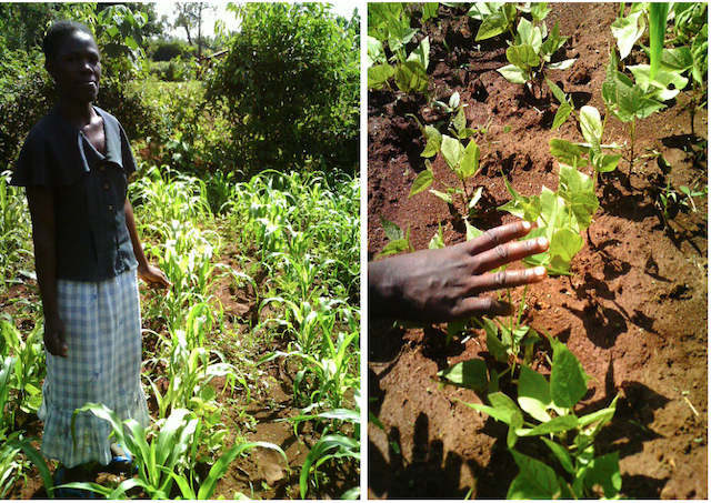 Biochar from charcoal production and recycling of agricultural and ...