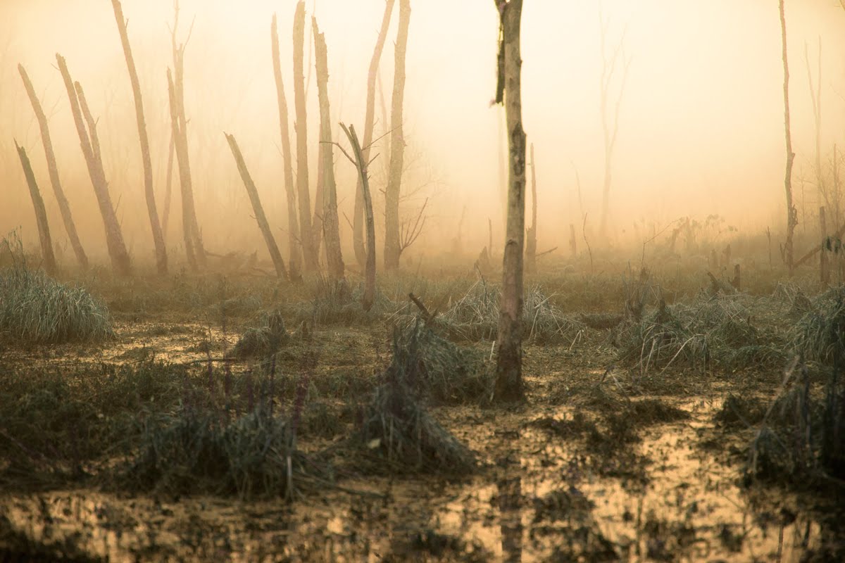 What Do All These Buttons Do? Photography: Foggy Swamp