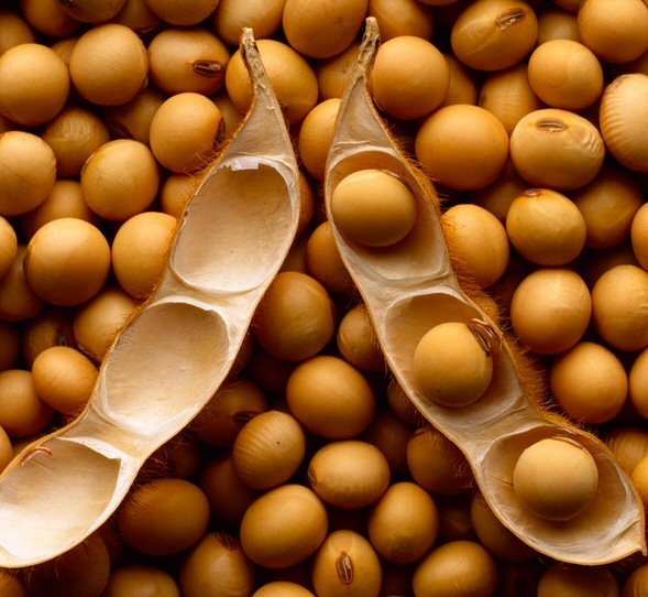 Soja bio origine TOGO, Afrique de l'Ouest: Le soja et la santé au feminin