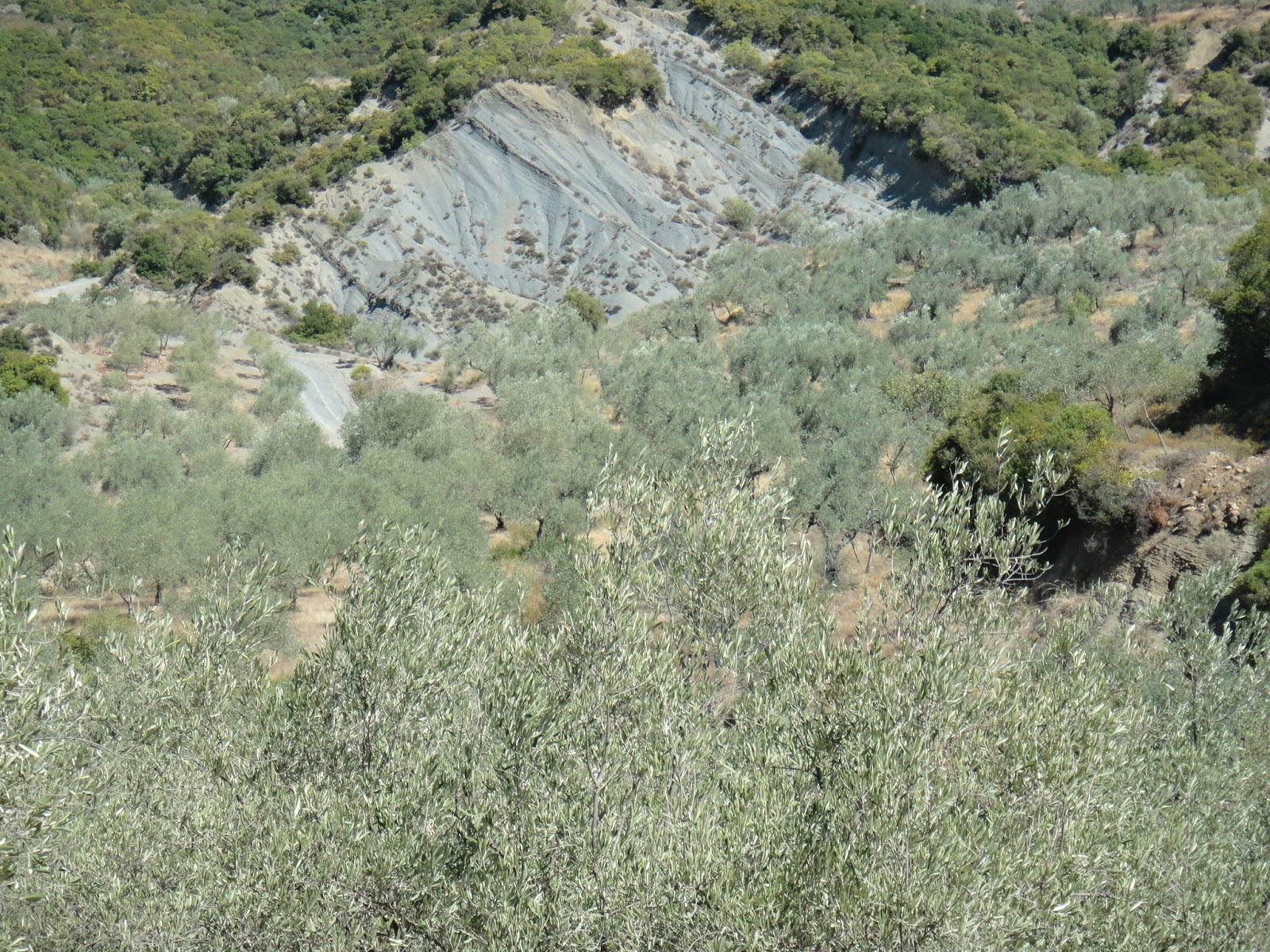 ΠΟΤΑΜΟΥΛΑ: ΑΚΑΡΠΙΑ ΠΑΡΟΥΣΙΑΖΟΥΝ ΟΙ ΕΛΙΕΣ ΚΑΙ ΣΤΗΝ ΠΟΤΑΜΟΥΛΑ!!!