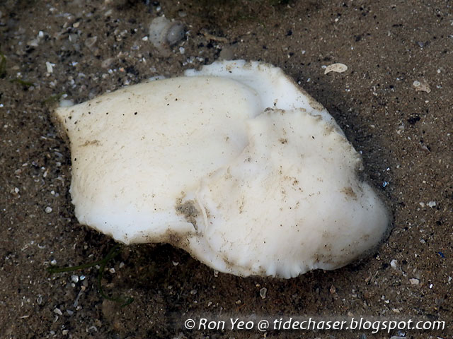 tHE tiDE cHAsER: Moon Snails (Phylum Mollusca: Family Naticidae) of ...