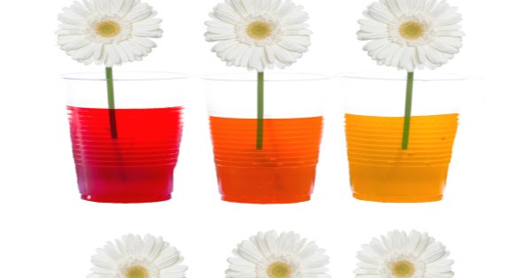 Flower Experiment for Kids