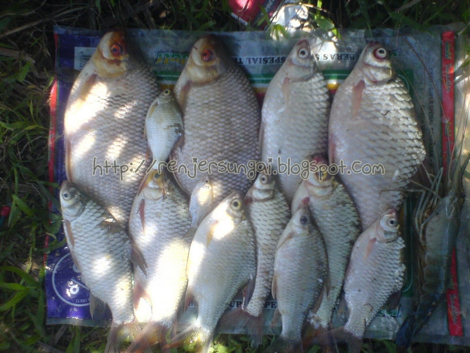Renjer Sungai: IKAN KELABAU DAN LAMPAM.