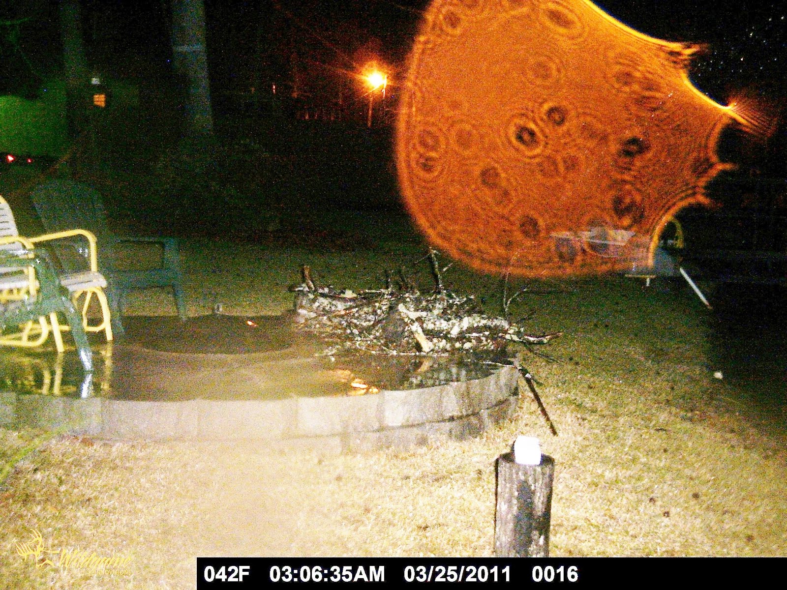 Phantoms and Monsters - Real Eyewitness Cryptid Encounter Reports